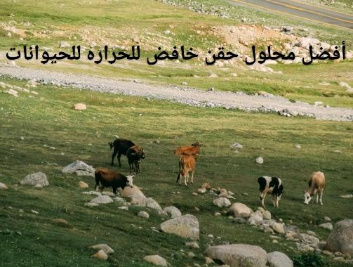 The best antipyretic injection solution for animals