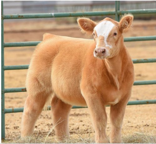 Shampoo and gel for sheep and cows | shopivet